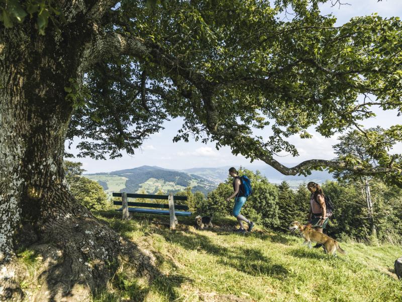 Wildspitzwanderung | Zug Tourismus