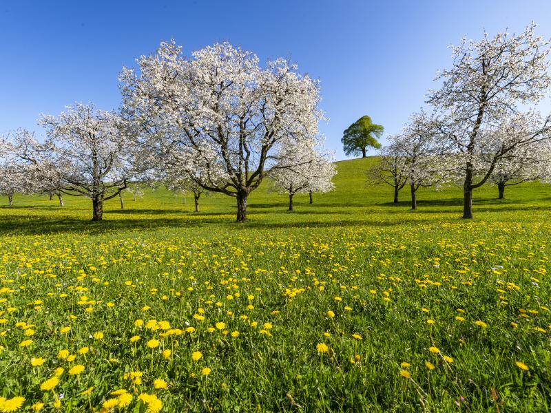 Chriesiwanderung Zug – Menzingen | Zug Tourismus