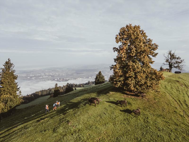 Zugerberg experience | Zug Tourismus