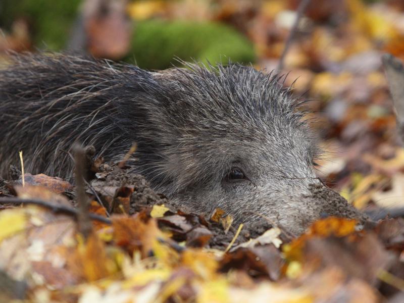 Wildlife among us | Zug Tourismus