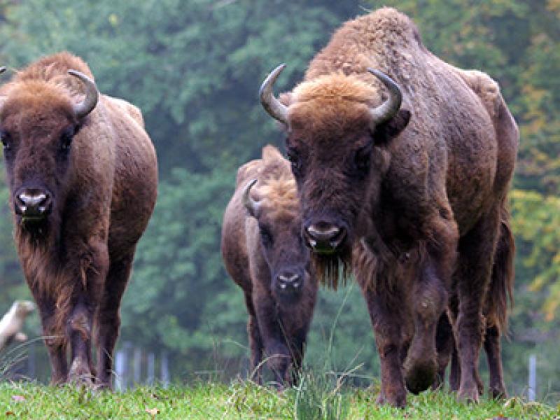 Wildnispark Zürich | Zug Tourismus